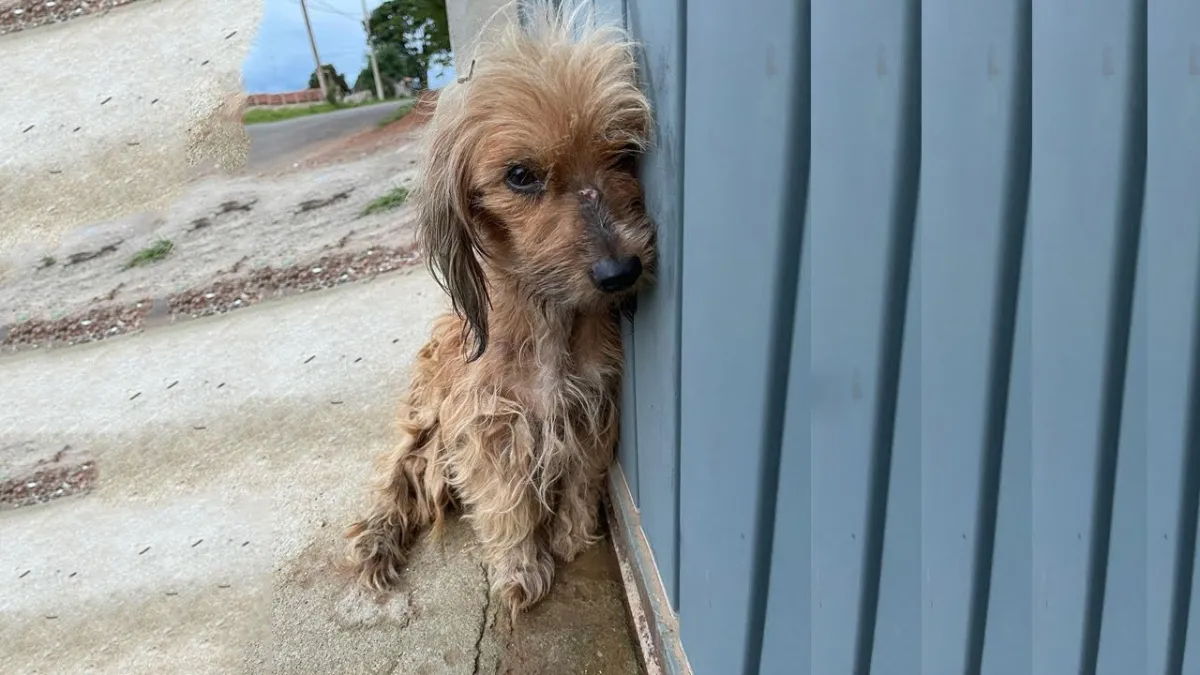 Sjuk och traumatiserad herrelös hundvalp känner kärlek för första gången