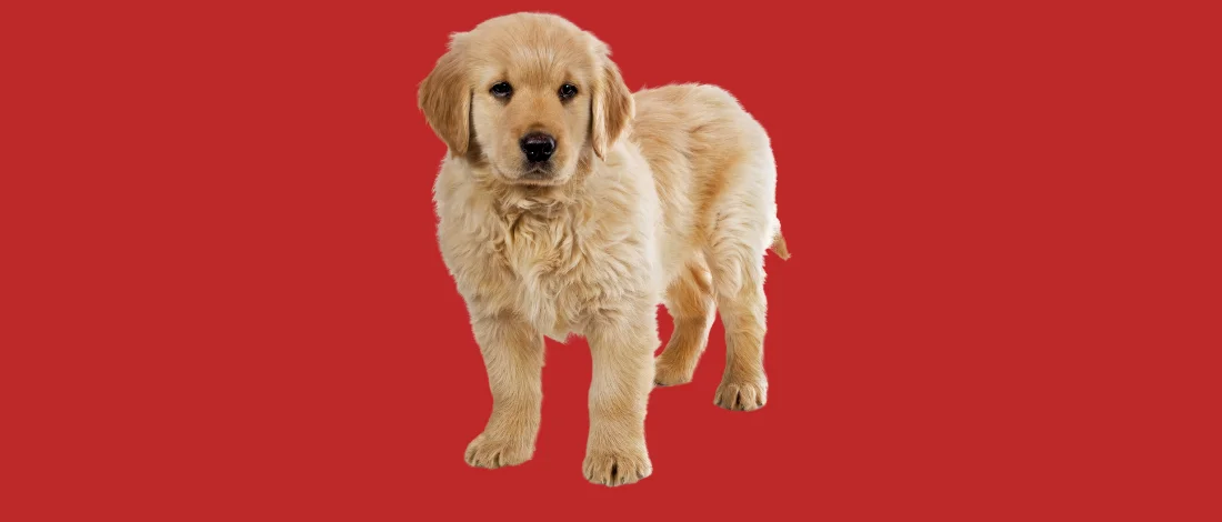 Golden Retriever Hundras Skötsel och familj, socialt liv, fysiska ...