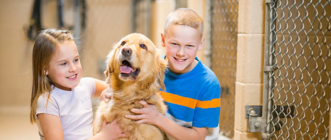 Att hitta den perfekta hunden: Var ska man börja?